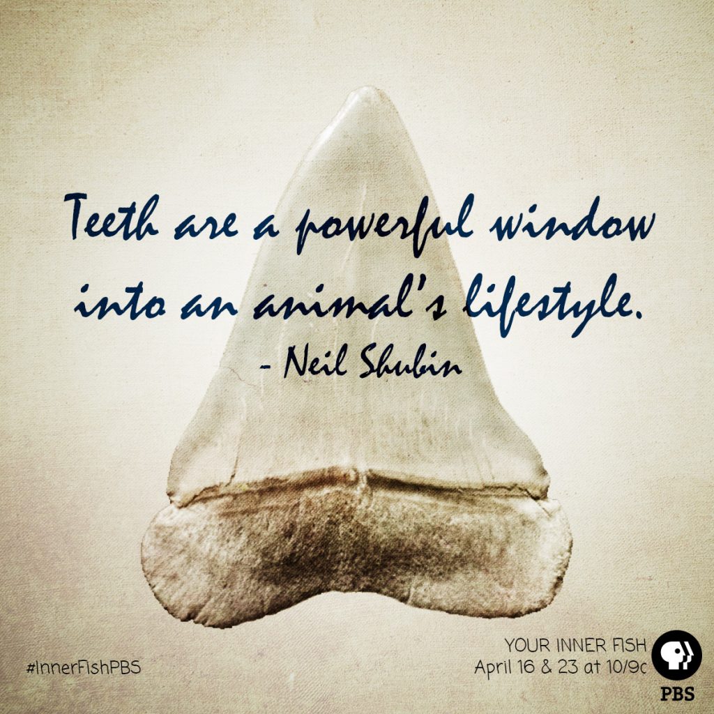 Your Inner Fish – SHOW OF FORCE